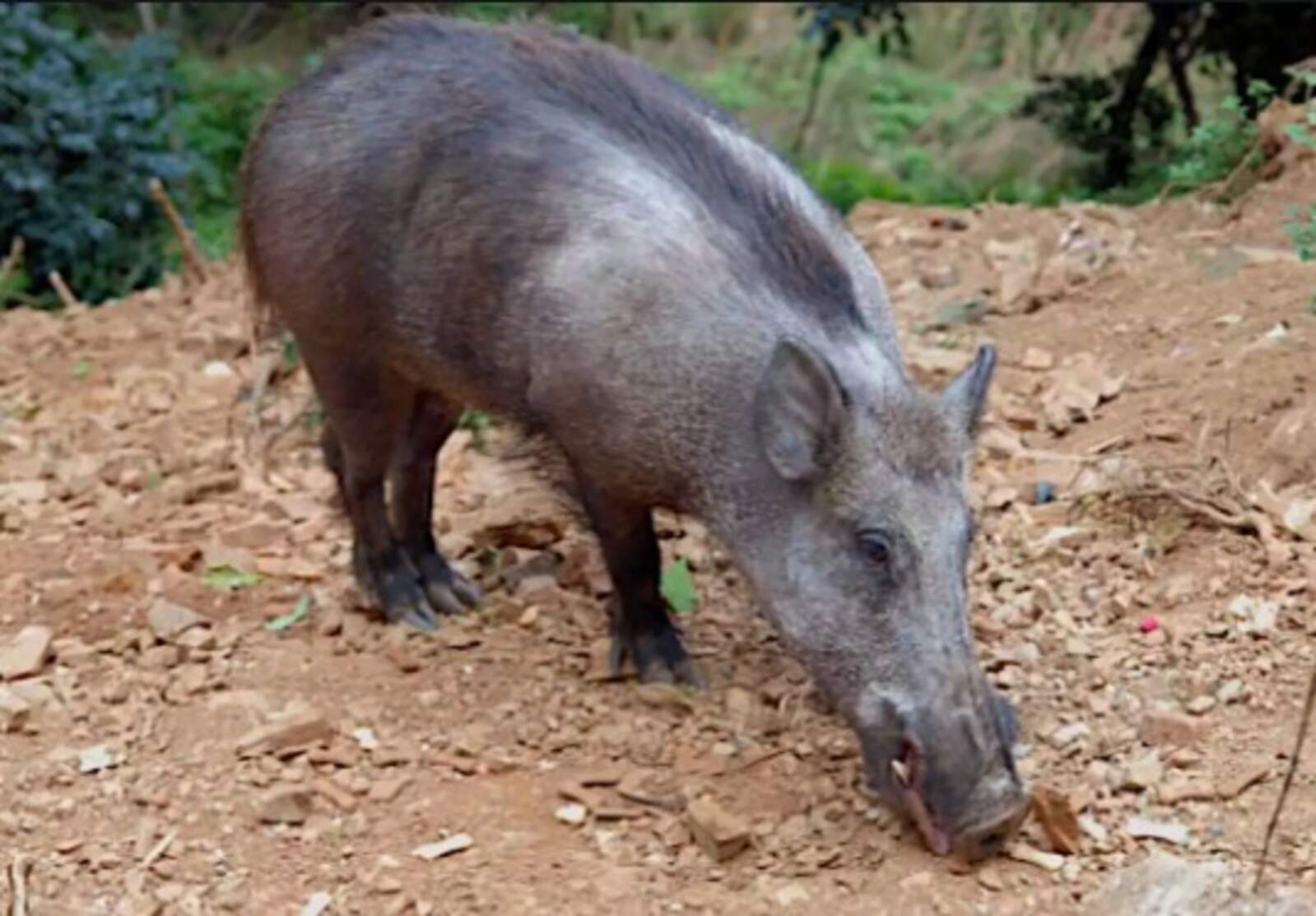 Batuda per reduir la presència de porcs senglars a la zona nord Terrassa