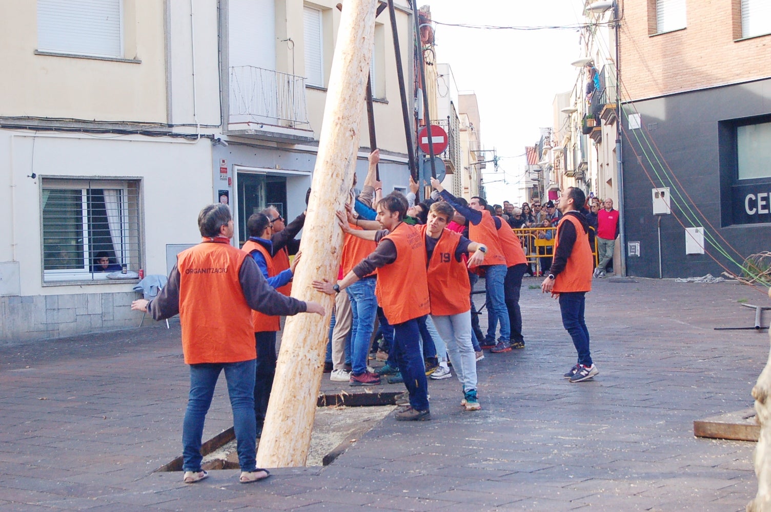 FOTOGALERIA | Treballada plantada del pi de Sant Sebastià a Matadepera