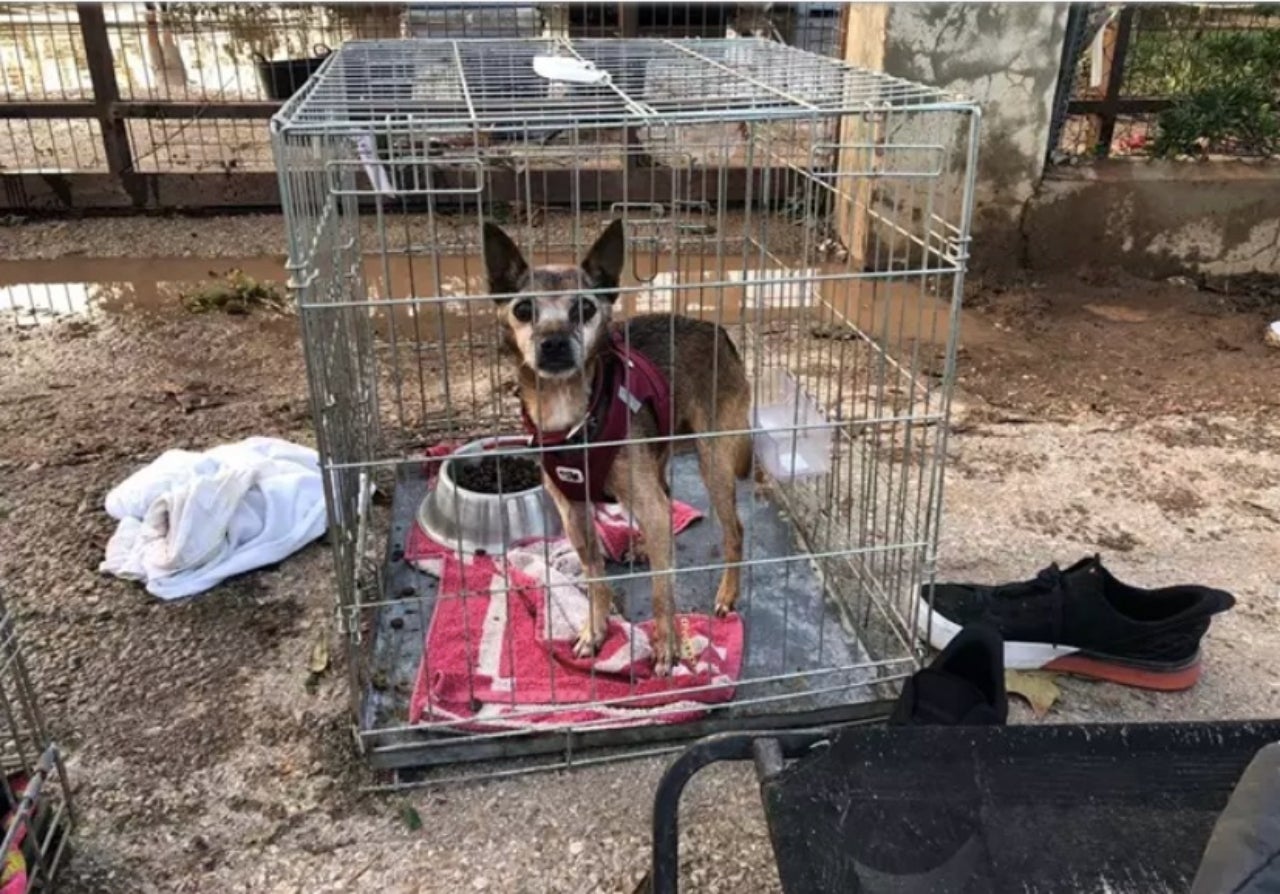 Recollida a Terrassa de menjar i roba per als animals afectats per la Dana